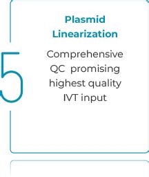 Linearized IVT Template Service GenScript