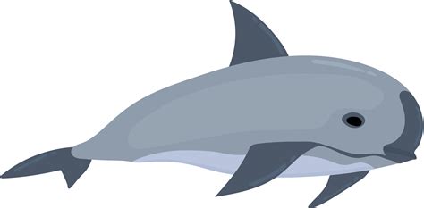 How To Draw A Vaquita Dolphin