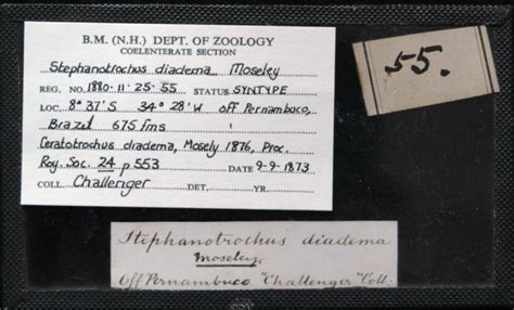 Worms World Register Of Marine Species