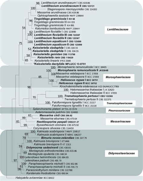 Gene Tree Constructed Using Mp Method Based On A Combined Dataset Of