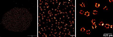 Super Resolution Fluorescence Microscopy Scientific Center For
