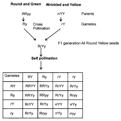 Maharashtra Board Class 12 Biology Chapter 3 Inheritance And Variation
