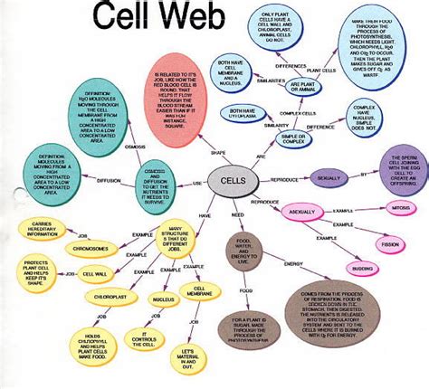 Cell Structure And Function Concept Map Answers Map