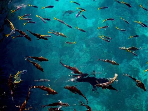 Oysters To Help Restore Sa Reef The Canberra Times Canberra Act