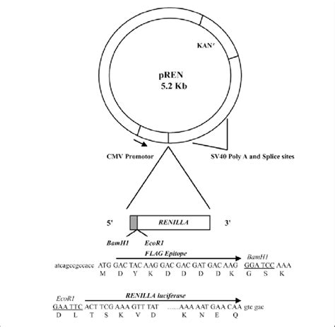 Structure Of The Pren Mammalian Expression Vector Features Indicated Download Scientific