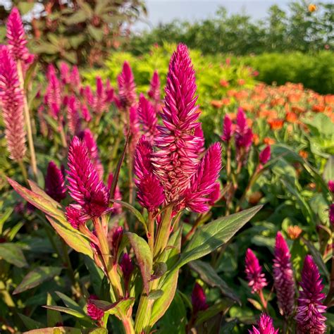 Celosia Ruby Parfait Summertime Seed Co