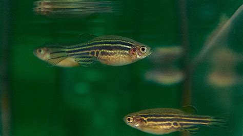 Scientists At Mdi Biological Laboratory Identify New Genetic Regulators