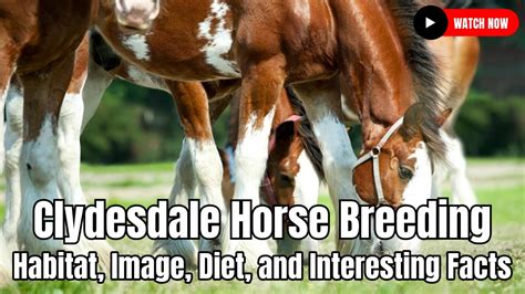 Clydesdale Horse Breeding Habitat Image Diet And Interesting Facts