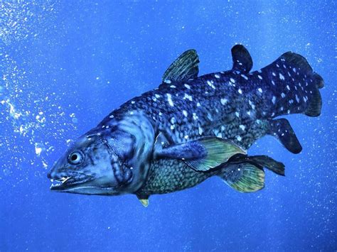 Is The Coelacanth A Living Fossil • New Creation Blog