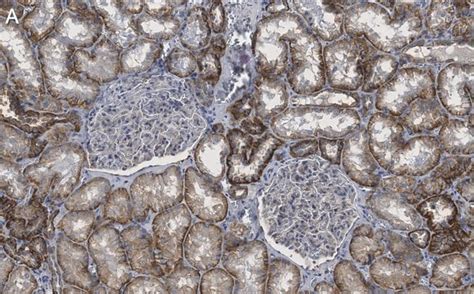 Spectrin Sigma Aldrich