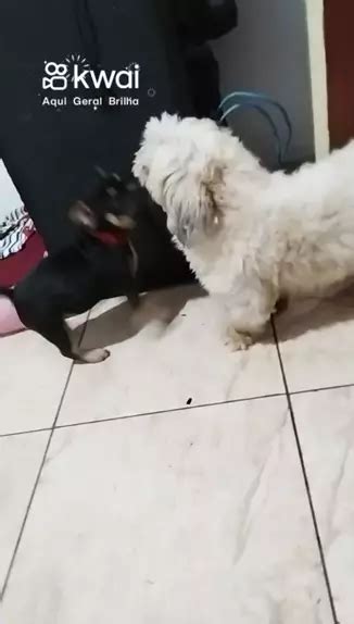 Romano Schmidt Discover