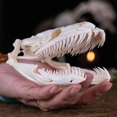 Ball Python Skull Anatomy