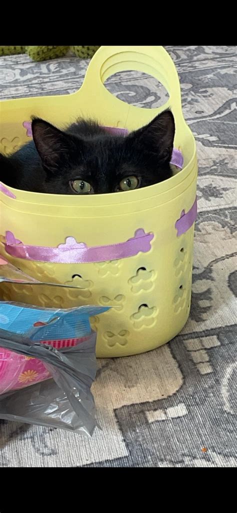 Just Wanted To Introduce Mr Binx Rblackcats