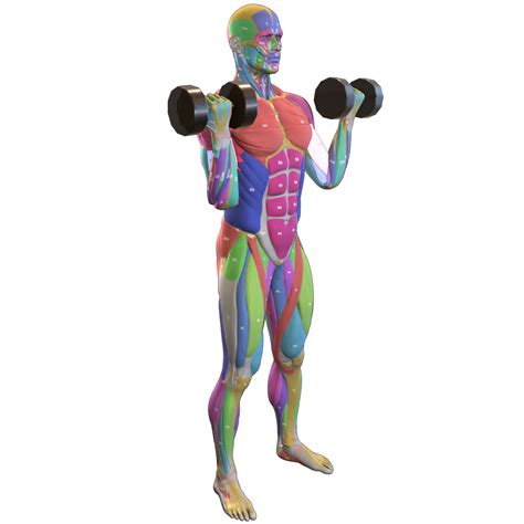 Dumbbell Curl Habibi Fit