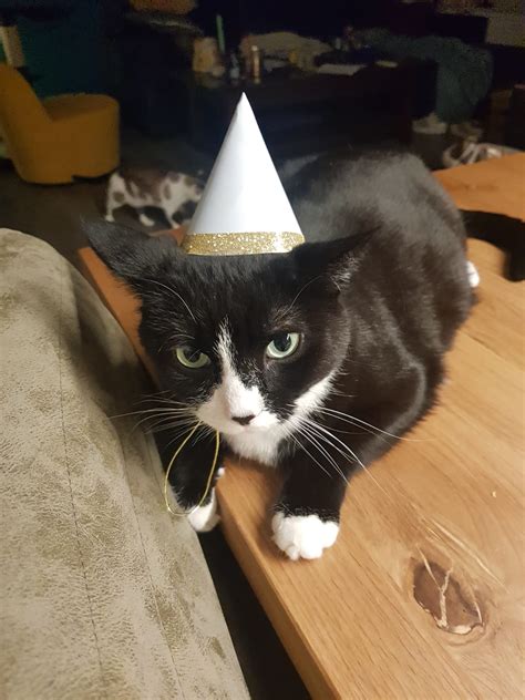 I Think My Cat Doesnt Like This Sub Scrolller