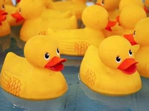 The Study Of Duck Sex Organs Is Good For The Global Economy The Billfold