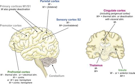 Insights Into The Mechanisms And The Emergence Of Sex Differences In Pain Neuroscience