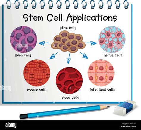 Diagram Showing Different Stem Cell Applications Illustration Stock