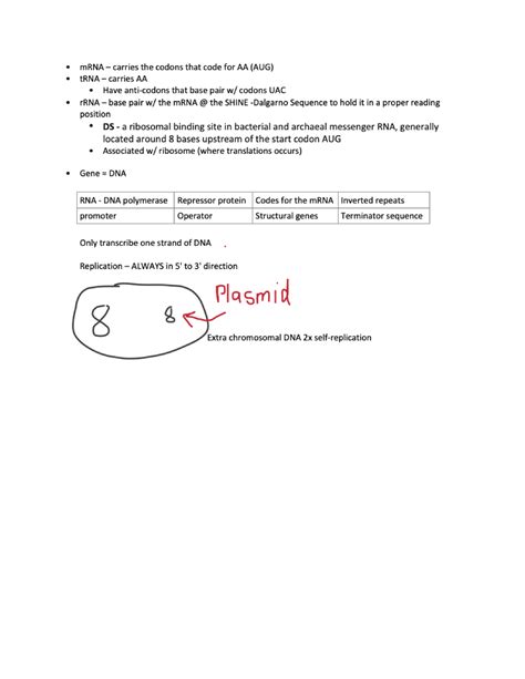 DNA RNA Notes Different Types Of RNA And Its Characteristics BIOL Studocu