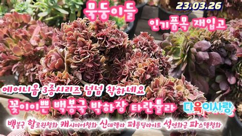 인천다육이사랑3묵둥이들인기품목 재입고향기나는라울꽃이이쁜 백봉국박하장타란튤라할로윈캐시미어신데렐라퍼플딜라이트석연화금파스텔철화 Youtube