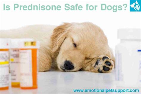 Is Prednisone Safe For Dogs Find Out When You Read Here