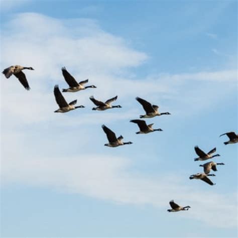 Swarm Behaviour Classification Kaggle