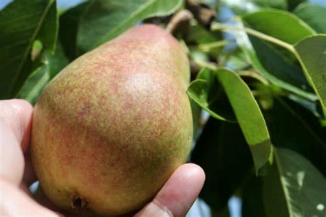 How To Propagate Pear Trees From Cuttings Farmhouse Blooms