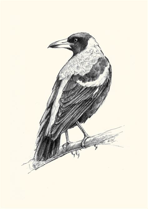 A3 Magpie Poster Detailed Sketch Of Popular Australian Native Bird