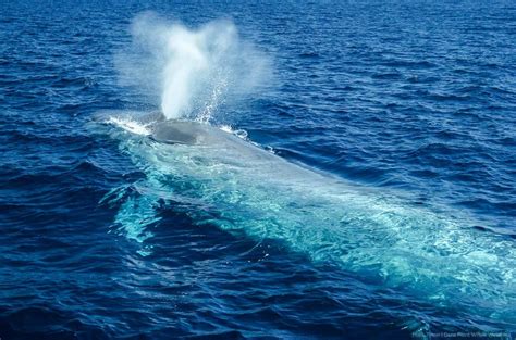 Photo Gallery Dana Point Whale Watching