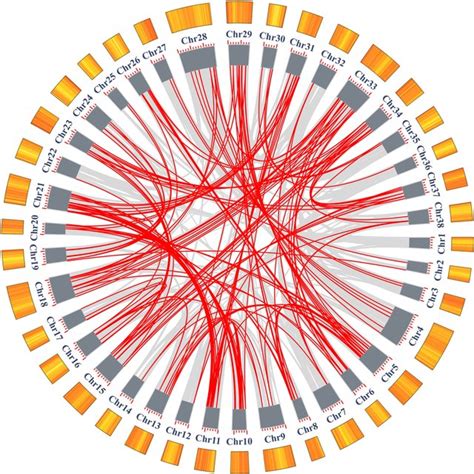 Schematic Representations Of The Segmental Duplication And Download Scientific Diagram