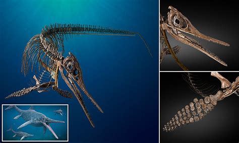 Fossil Of 8ft Long Ichthyosaurus Preserved For 180 Million Years Tipped To Sell For Over £