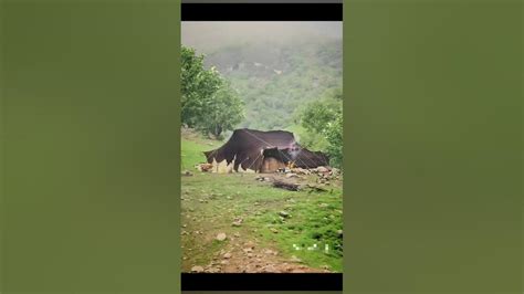 گرگ و دزد و کدخدا ومردچوپان سالهاست درمیان مزرعه تجدید پیمان میکنند