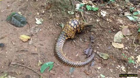 The Head Of The Pangolin Looks Like A Forest Prompts Biology Diagrams