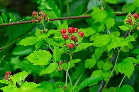 Red And Green Raspberry Plants Thriving In Natural Environment Stock Image Image Of Harvest