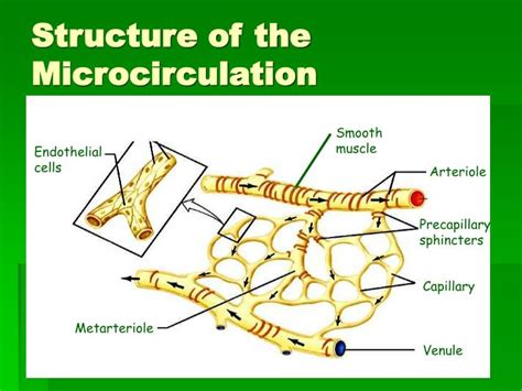 Ppt The Microcirculation Main Concepts Powerpoint Presentation Id 649073
