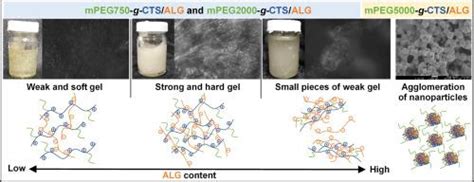 水溶性聚乙二醇乙二醇醚接枝的壳聚糖 海藻酸酯聚电解质复合水凝胶 International Journal Of Biological Macromolecules X Mol