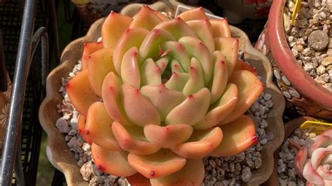 너무 이쁜 레드샴페인 물이 안빠진 살루쌍둥이 루치아 이뻐지는 원종복랑금 걸이대 애들 구경하세요~~~~~~💕 Youtube