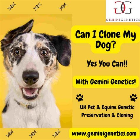 Understanding The Cost Of Dog Cloning A Comprehensive Guide