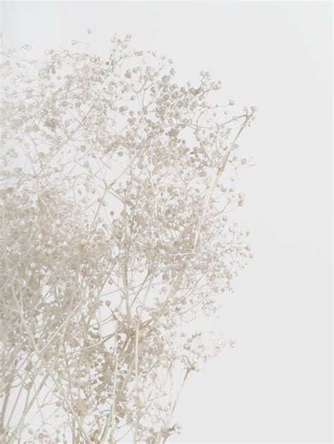 Гіпсофіла дрібна стабілізована біла 50 гр купити в Україні за низькою ціною • Dfb Elements