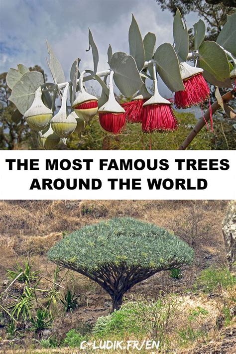 Discover The Most Incredible Trees In The World C Ludik Famous