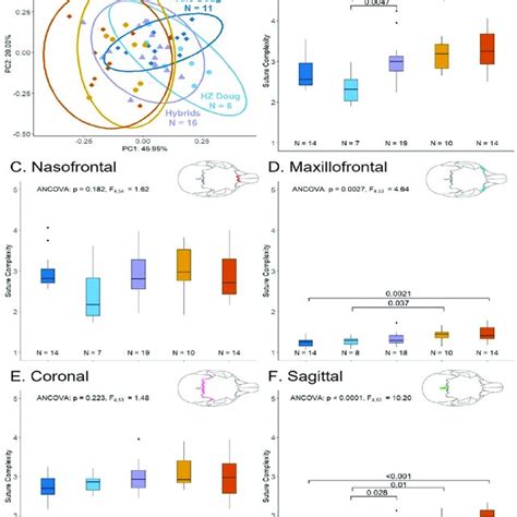 Suture Complexity Comparisons Between Tamiasciurus Groups Values On Download Scientific