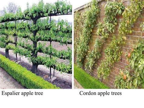 Canopy Types Ppt