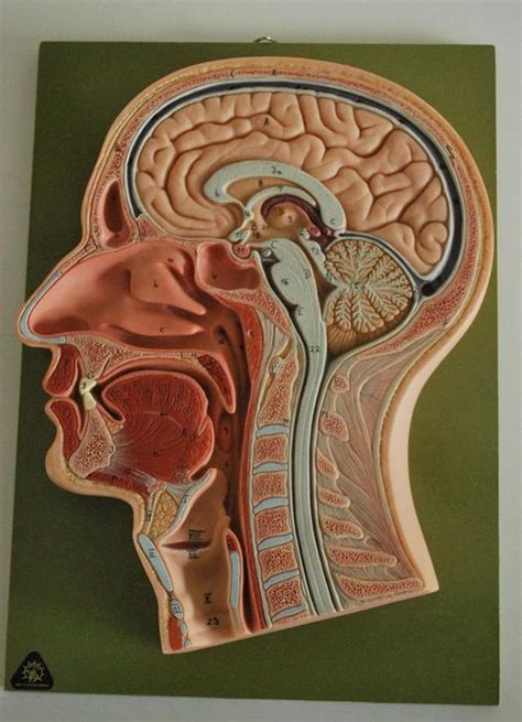 Somso Anatomical Model Of Head Cross Section Catawiki