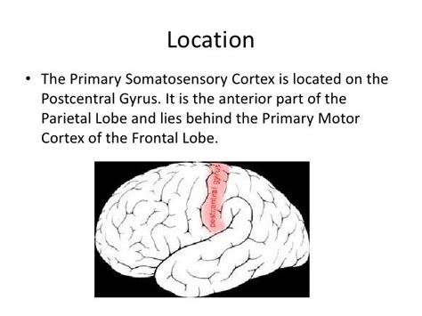 The Somatosensory Cortex