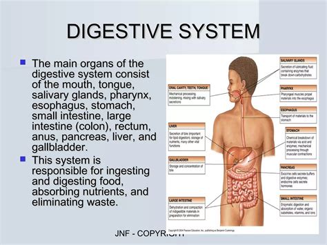 Human body systems & functions | PPT