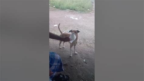 படிக்காத நாய் கிழித்தது Short Youtube