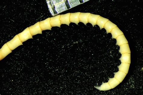 Worms World Register Of Marine Species