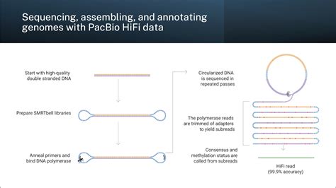 Sequencing Assembling And Annotating Genomes With Pacbio Hifi Data