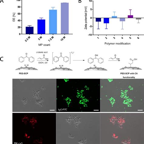 Optimization Of Protein Loading For Model Protein Bsa Fitc A Ee Of Download Scientific