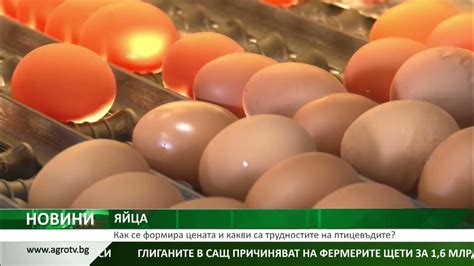 ЯЙЦА Как се формира цената и какви са трудностите на птицевъдите Youtube